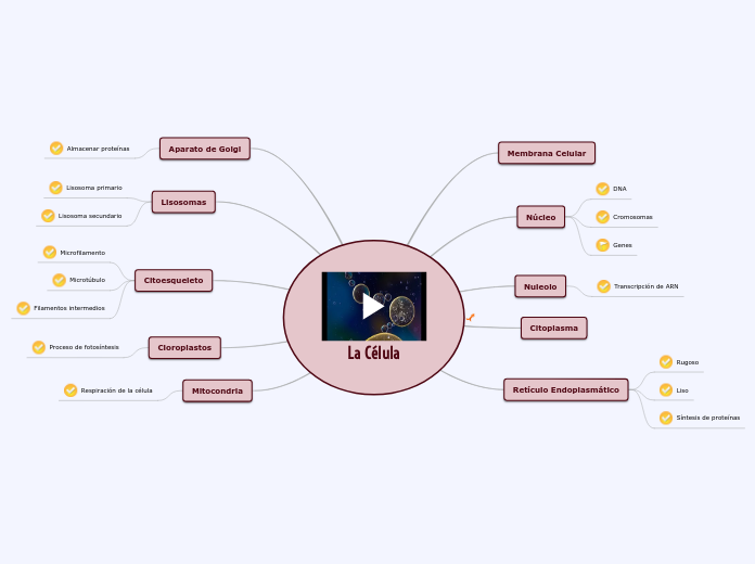 La Célula - Mind Map